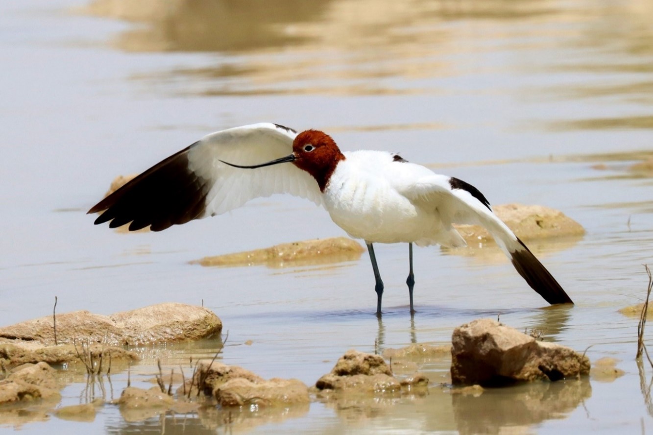 DUCKS IN THE DESERT – Kokatha